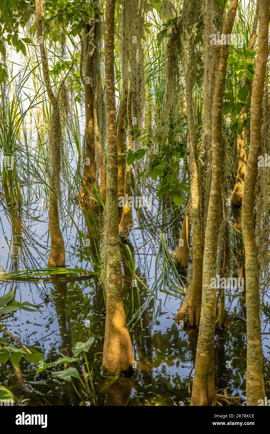 Young Cypress trees and reeds along the shoreline of Lake Apopka at ...