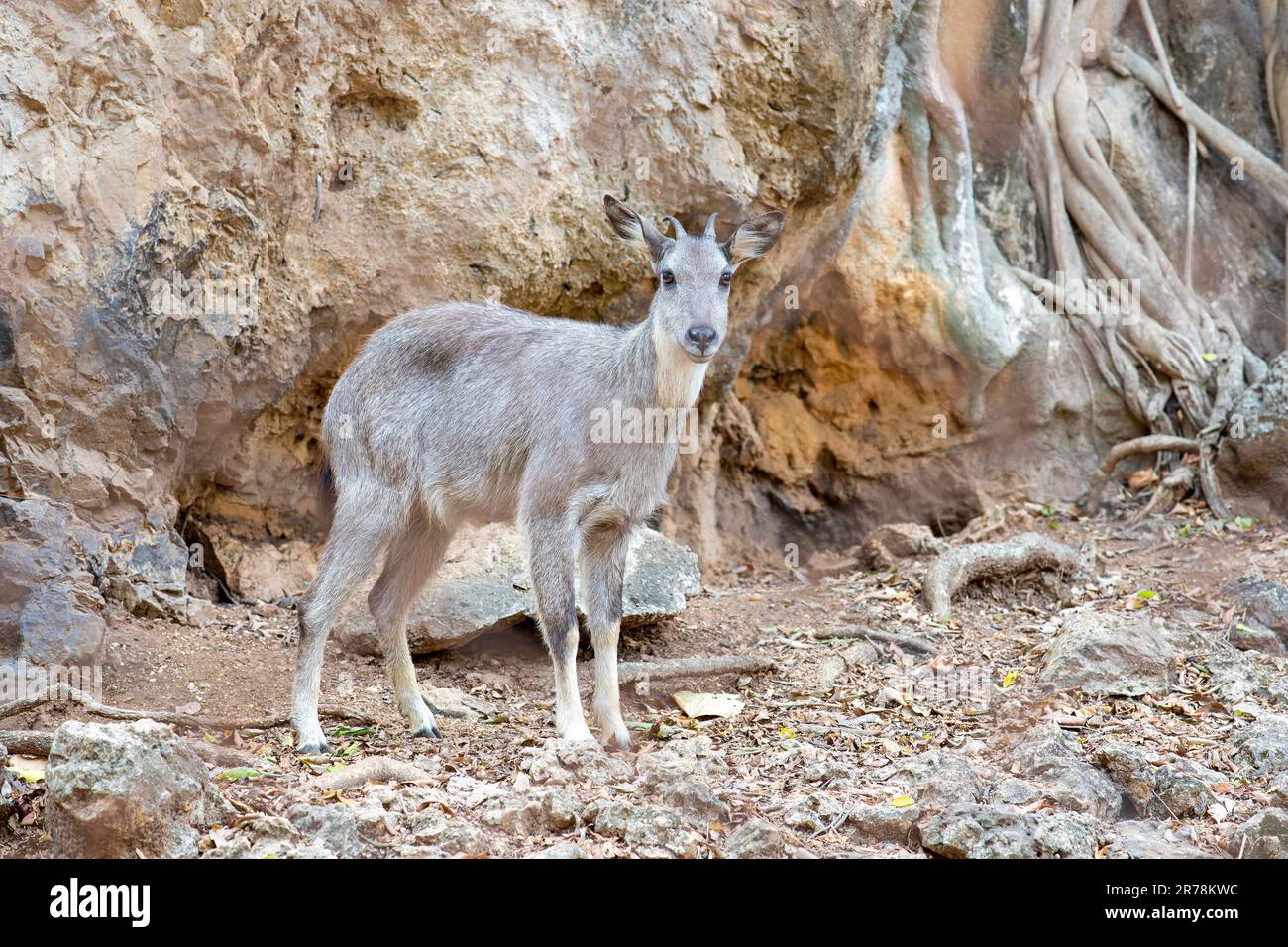 Gorals standing alone on natural path beside rocky mountain as ...