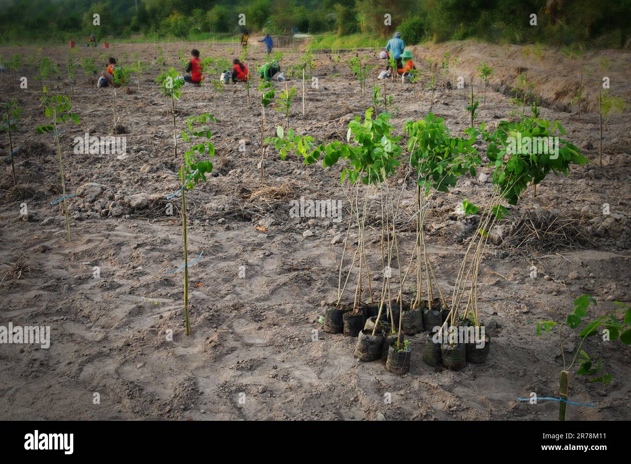 Local people and volunteers help reforestation for better environment ...