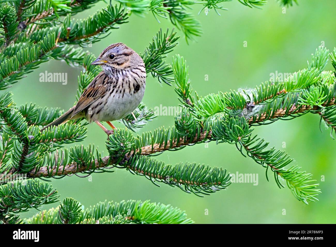 A wild Lincoln's Sparrow "Melospiza lincolnii", looking back over his ...
