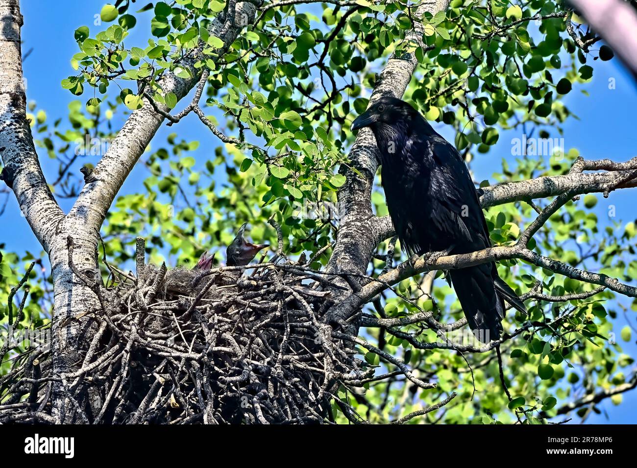 Common raven chicks nest hi-res stock photography and images - Alamy