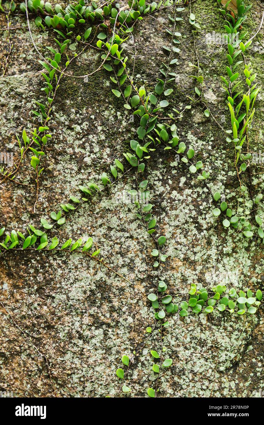 close up short of lichen on the stone Stock Photo - Alamy