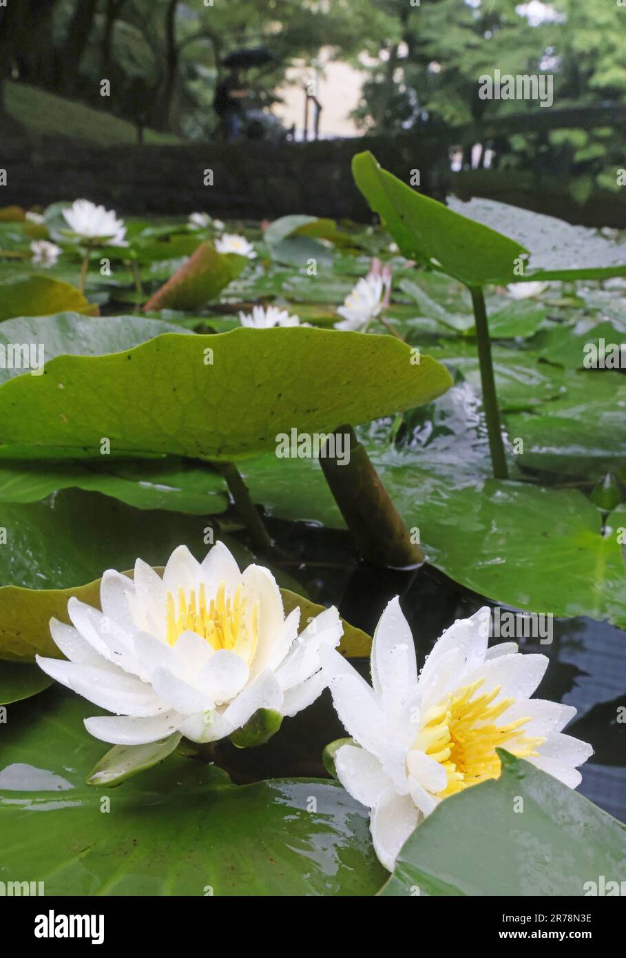 Water lilies are in full bloom at Koishikawa-Korakuen Gardens in Tokyo ...