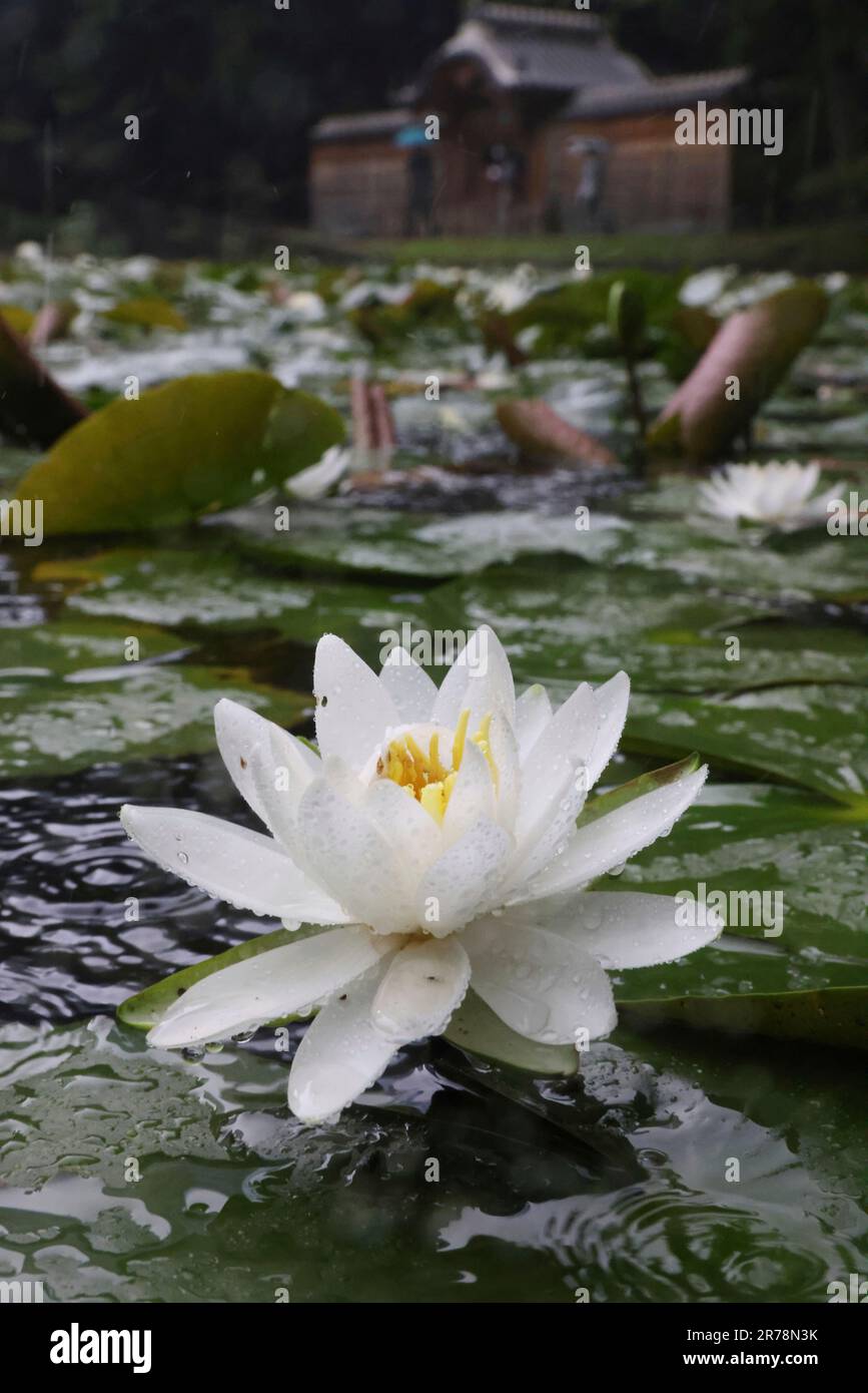 Water lilies are in full bloom at Koishikawa-Korakuen Gardens in Tokyo ...