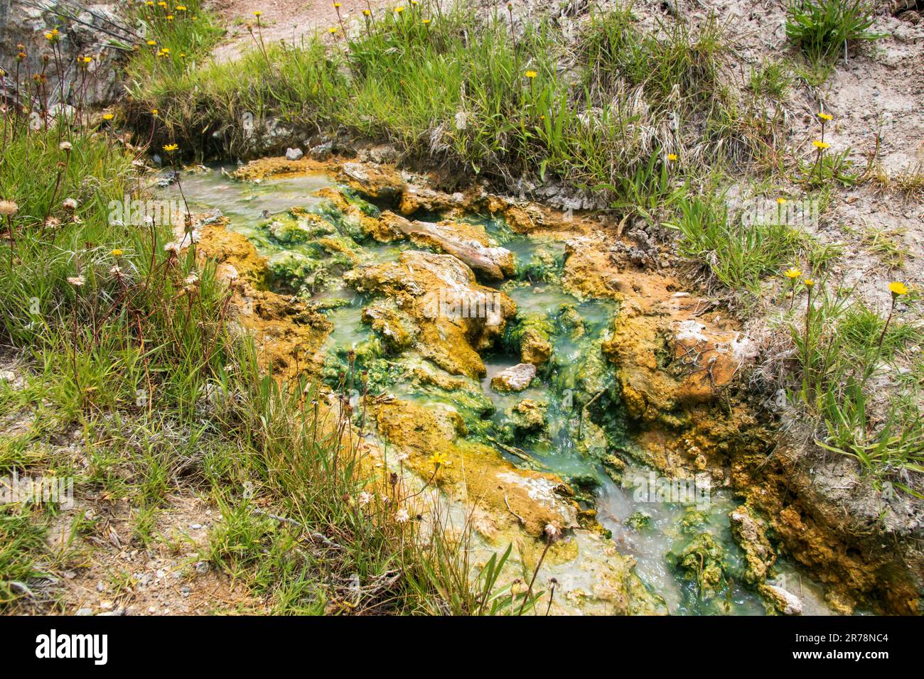 Stinky pools hi-res stock photography and images - Alamy