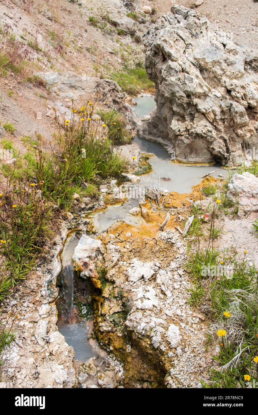 Stinky pools hi-res stock photography and images - Alamy