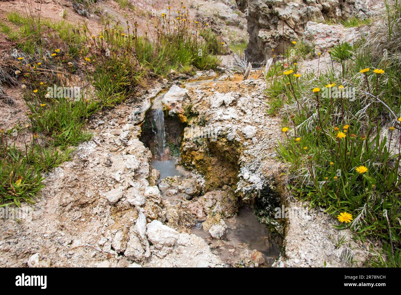 Stinky pools hi-res stock photography and images - Alamy