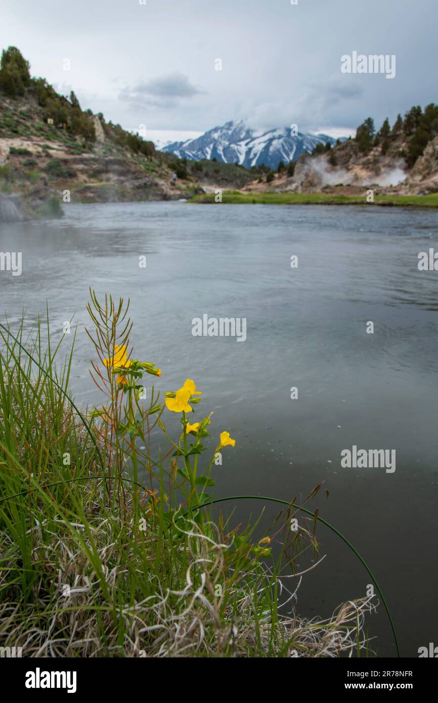 Stinky pools hi-res stock photography and images - Alamy