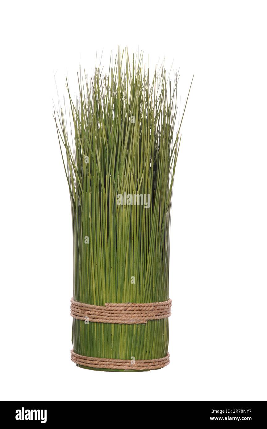 Lush grass close up Cut Out Stock Images & Pictures - Alamy
