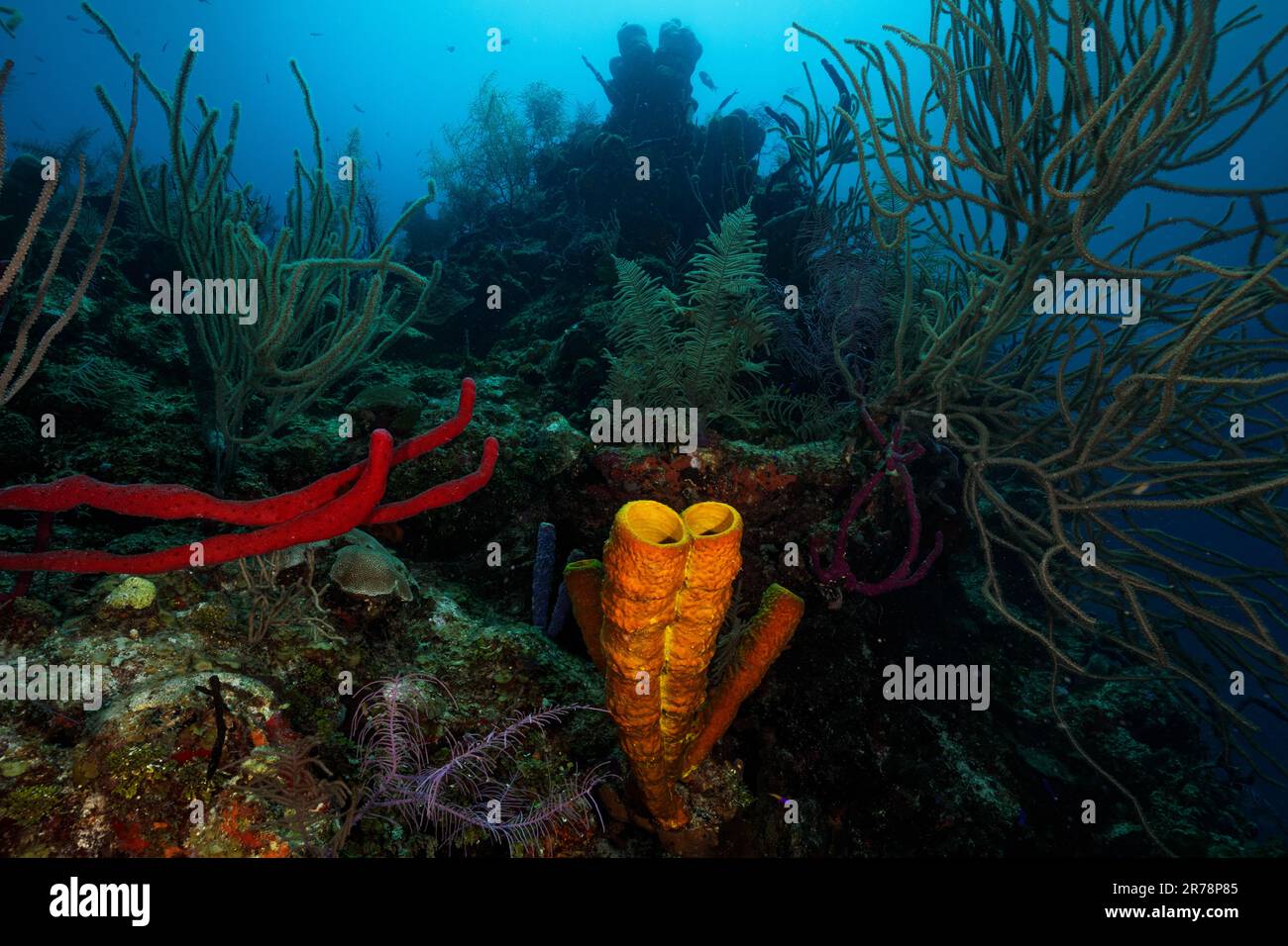 A wide angle shot of the colorful and healthy reef with tube sponges ...