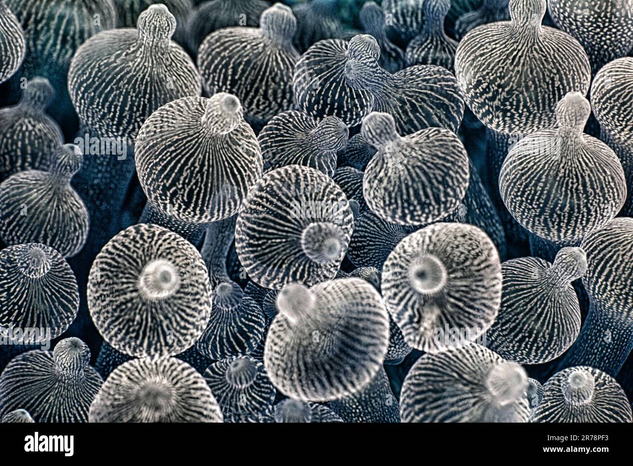 A close up shot of a monochromatic bubble tip anemone showing the detail of it's texture and ...