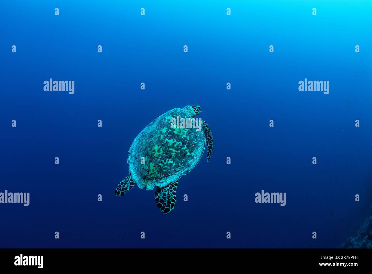 A large green sea turtle heads for the surface for a breath of air in ...