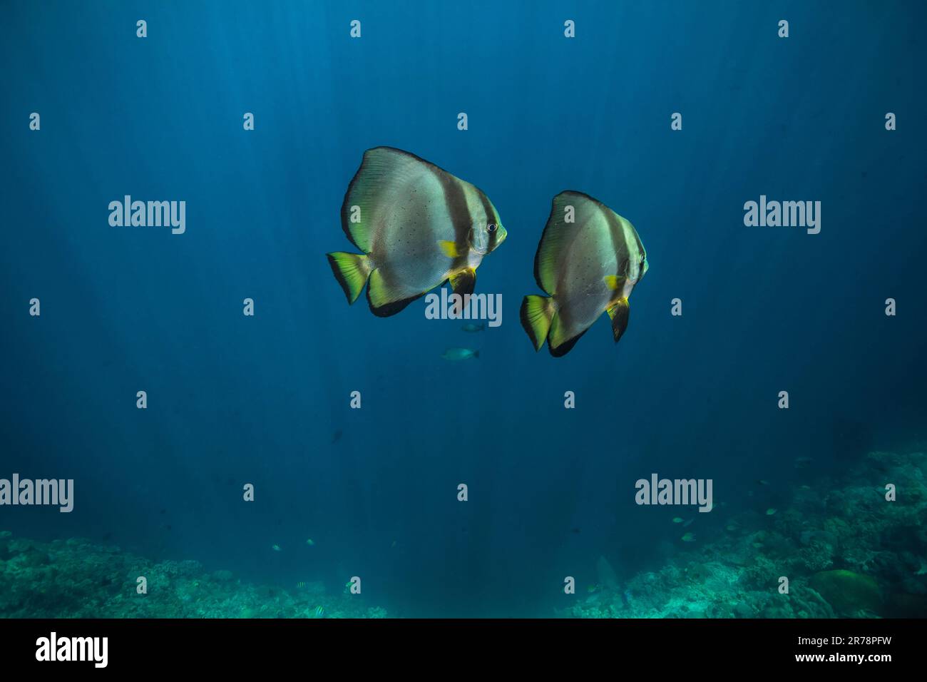 Two Orbicular Batfish swim together as sun rays stream through the ...