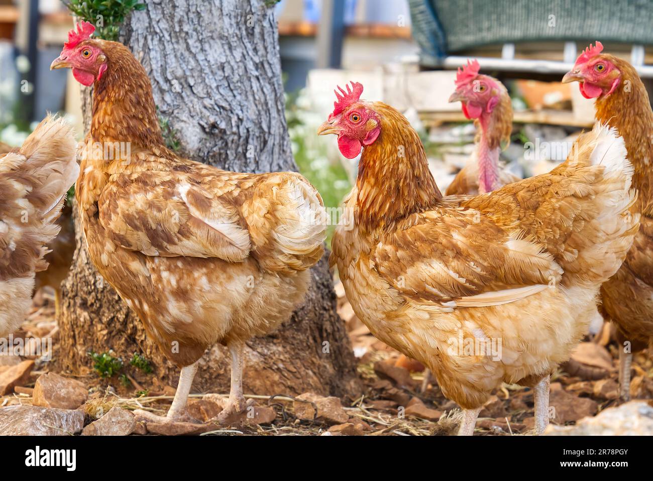 Happy hen in the organic chicken farm Eco farming. A close up look of ...