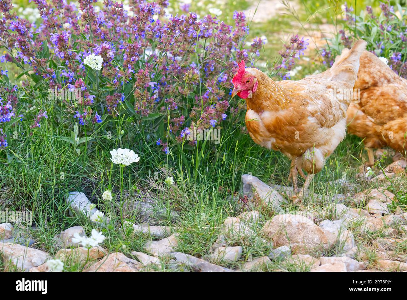 Happy hen in the organic chicken farm Eco farming. A close up look of ...