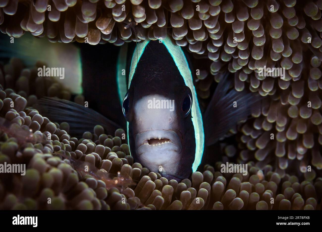 A black and white anemone fish finds safety within its host anemone ...