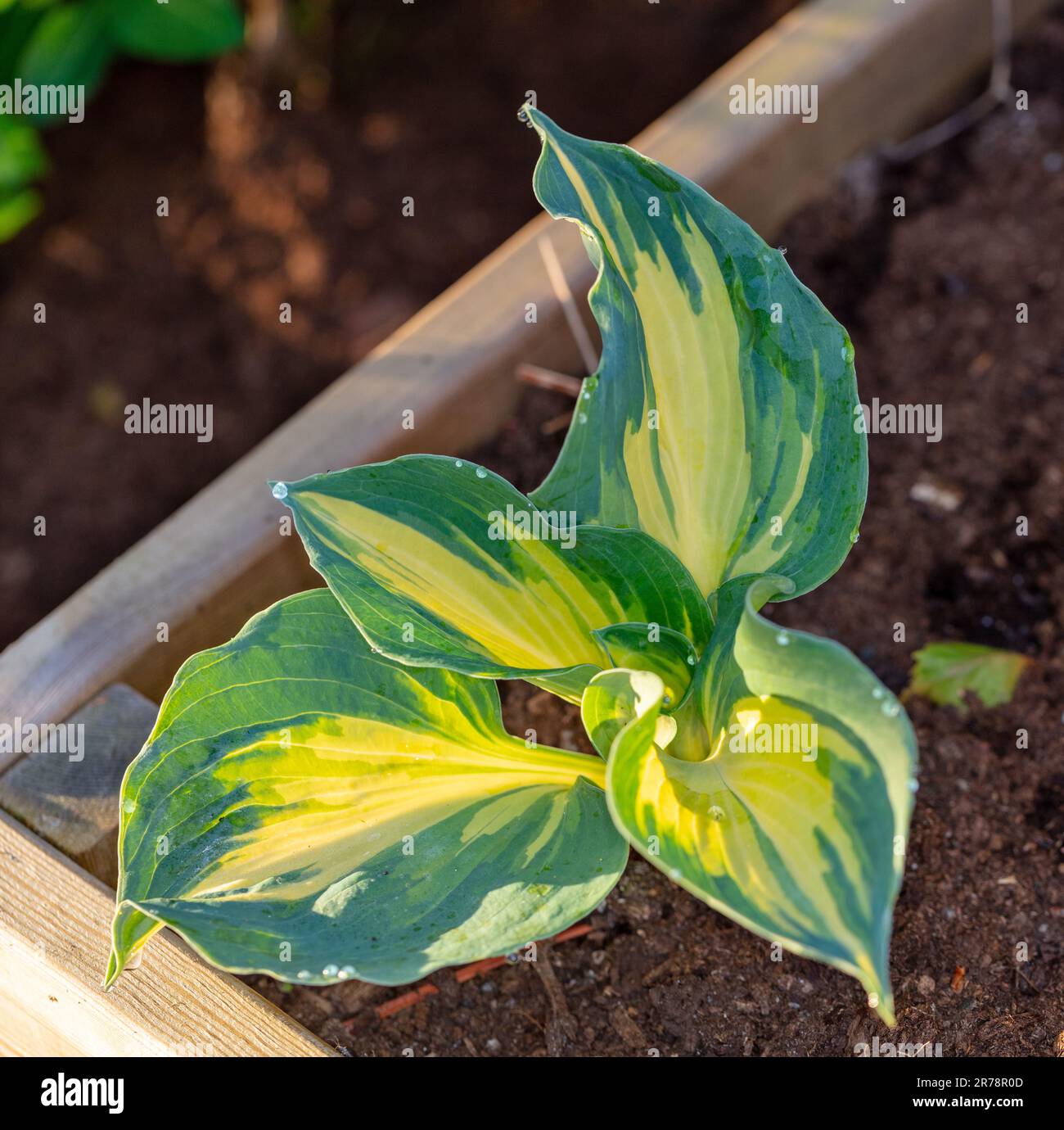 'Colored Hulk' Plantain lily, Blomsterfunkia (Hosta fortunei Stock ...