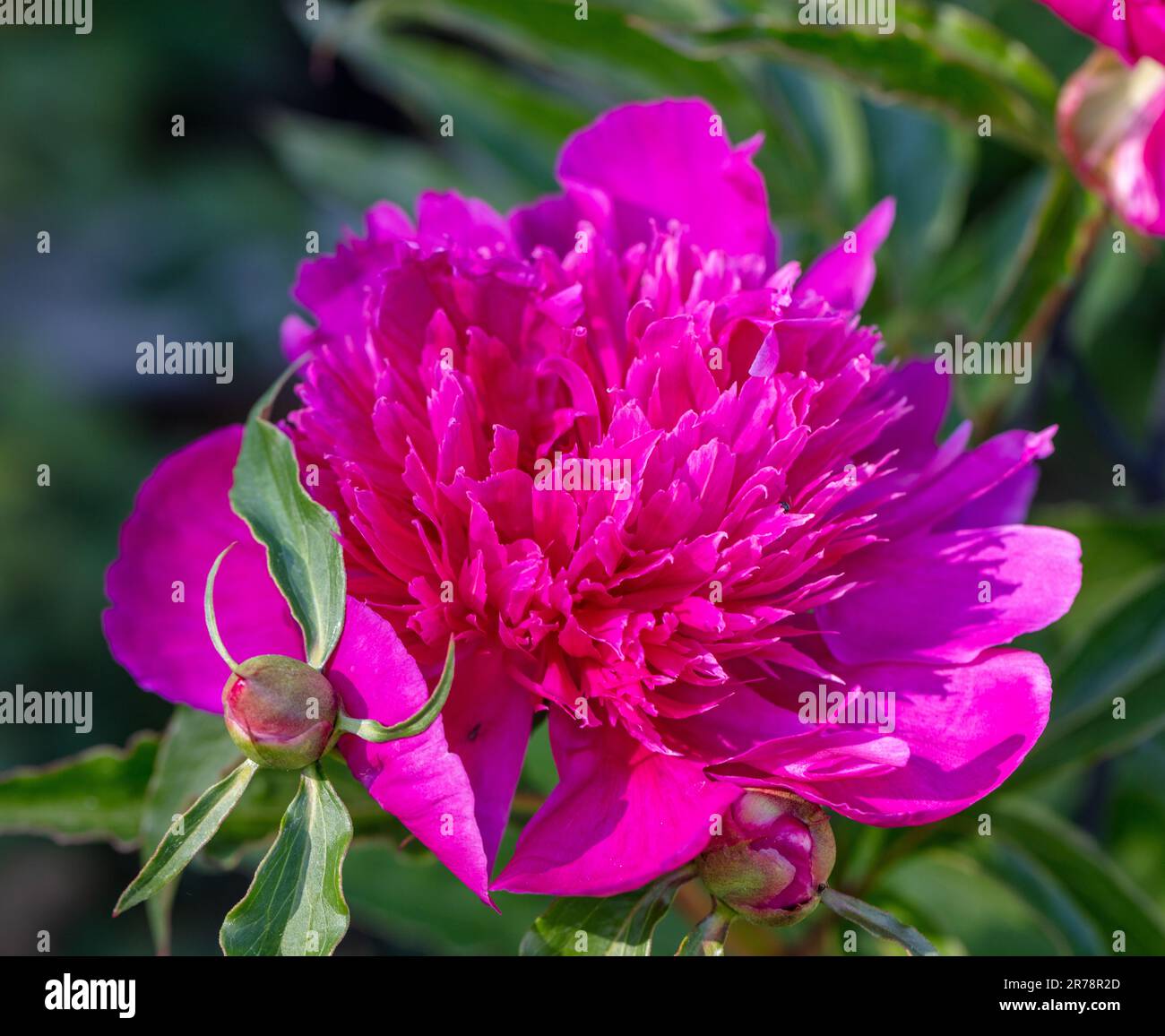 'Purple Spider' Common garden peony, Luktpion (Paeonia lactiflora Stock ...
