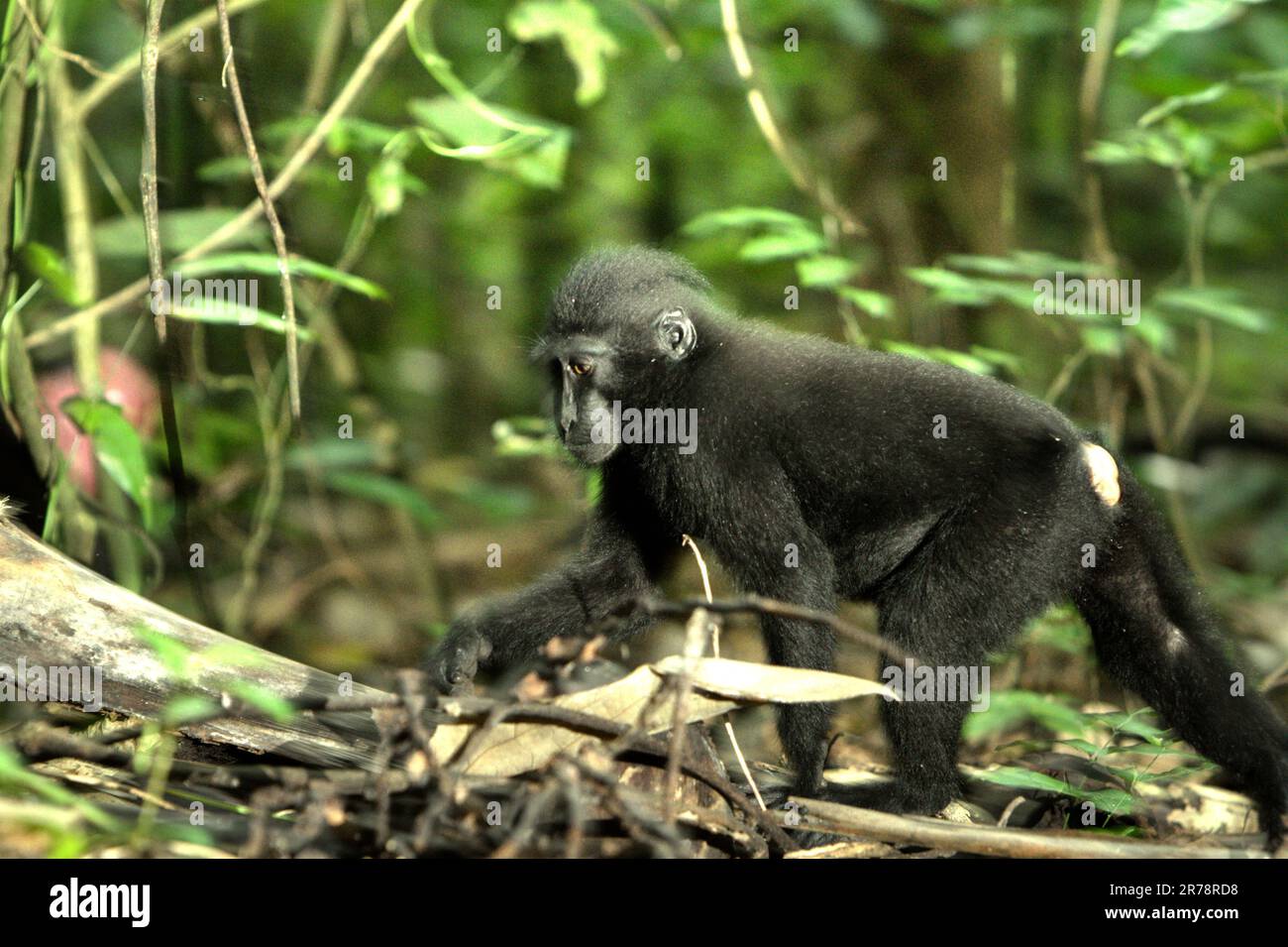 Primate science news hi-res stock photography and images - Alamy