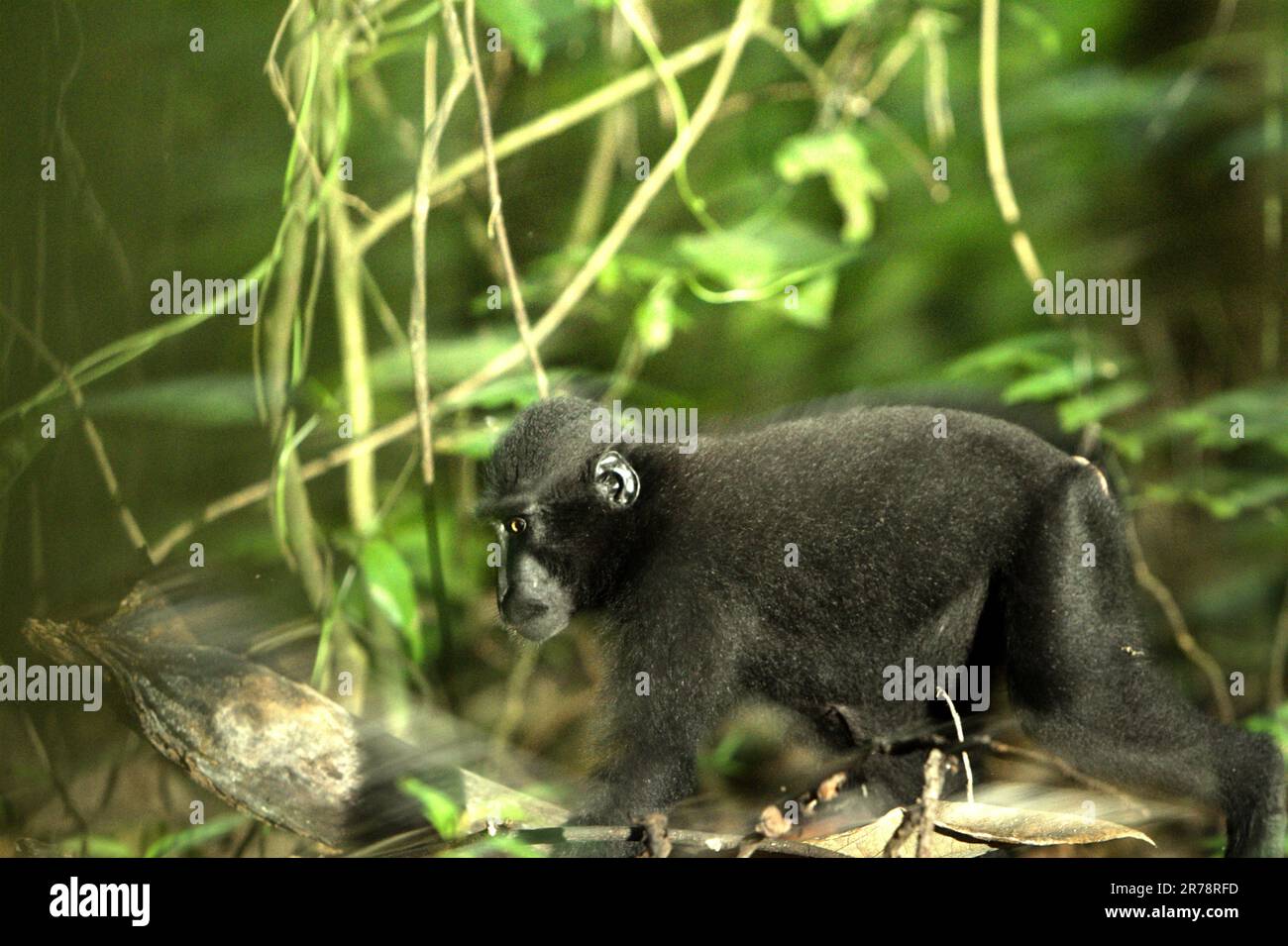 A Celebes crested macaque (Macaca nigra) juvenile is foraging in ...