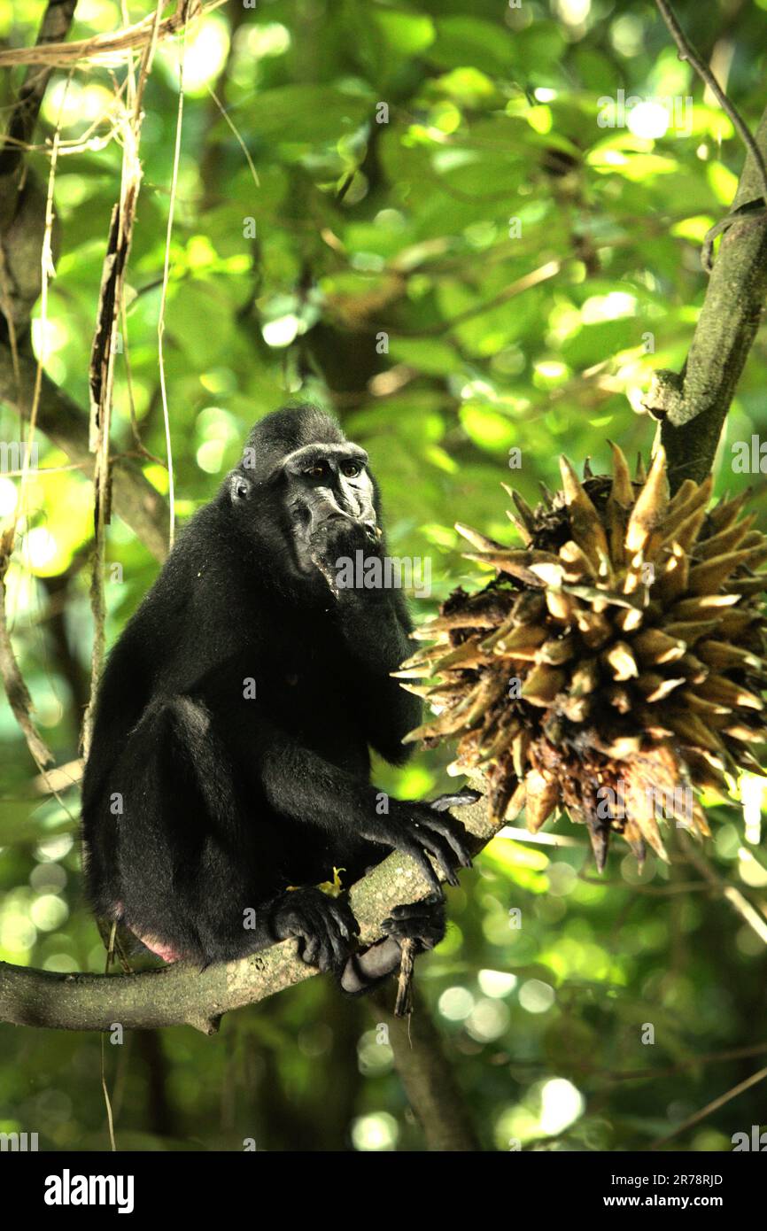 Macaque fruit availability hi-res stock photography and images - Alamy