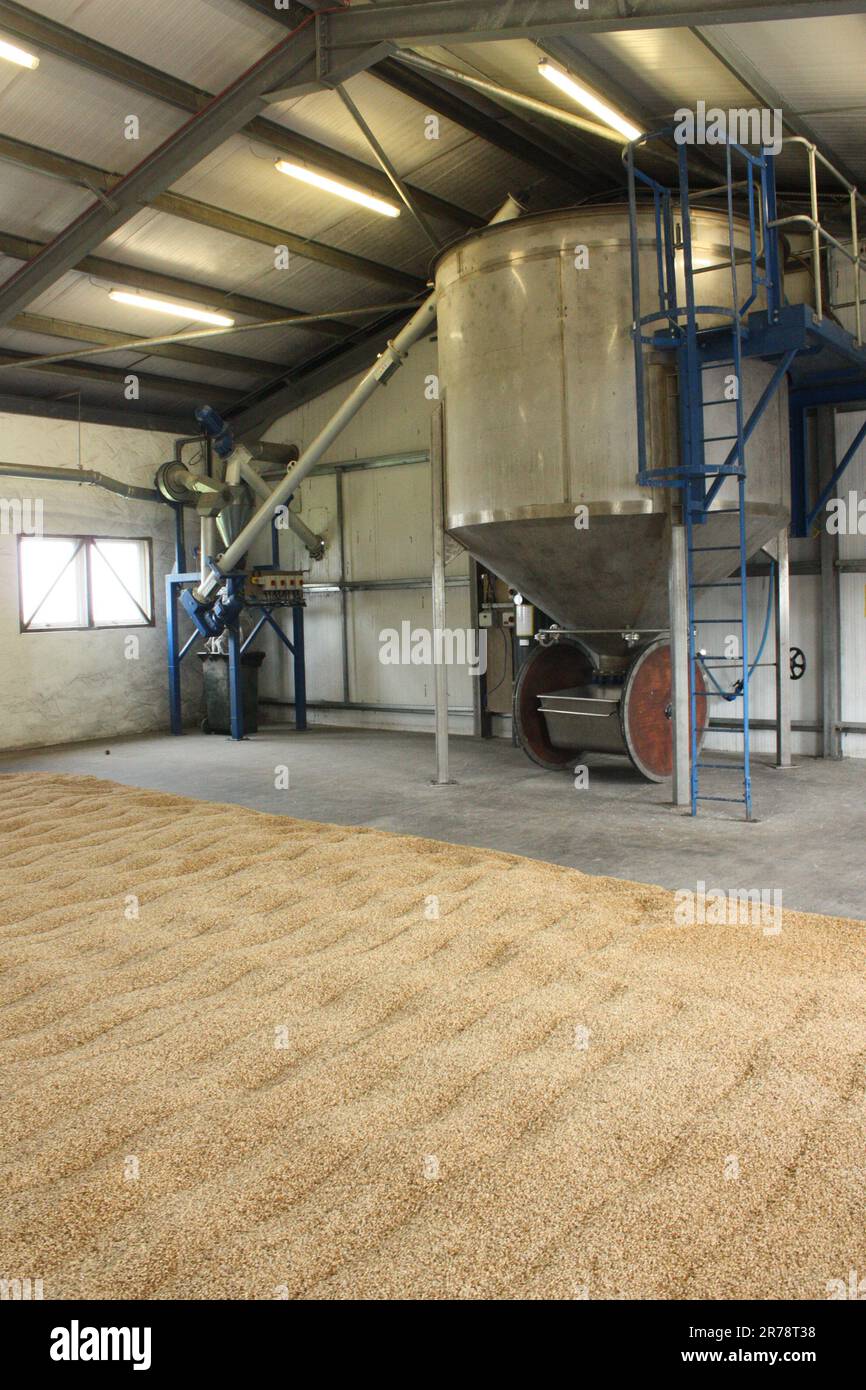 The malting floor at the Kilchoman distillery on Islay Stock Photo - Alamy