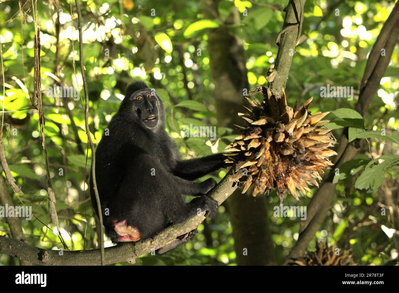 A Sulawesi black-crested macaque (Macaca nigra) sits near a bunch of ...