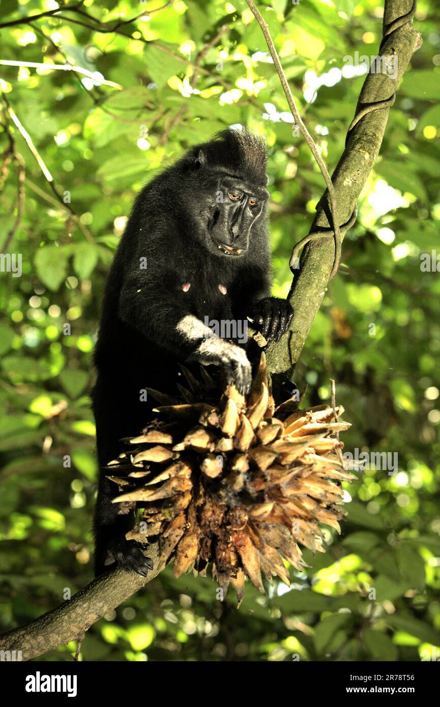 A Sulawesi black-crested macaque (Macaca nigra) picks liana fruit in ...