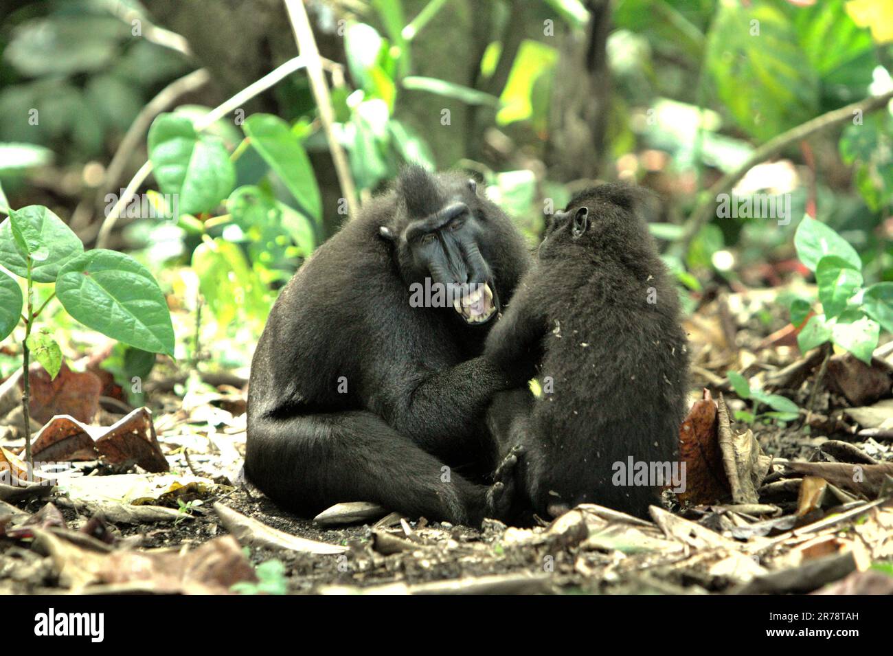 Primate group activity hi-res stock photography and images - Alamy