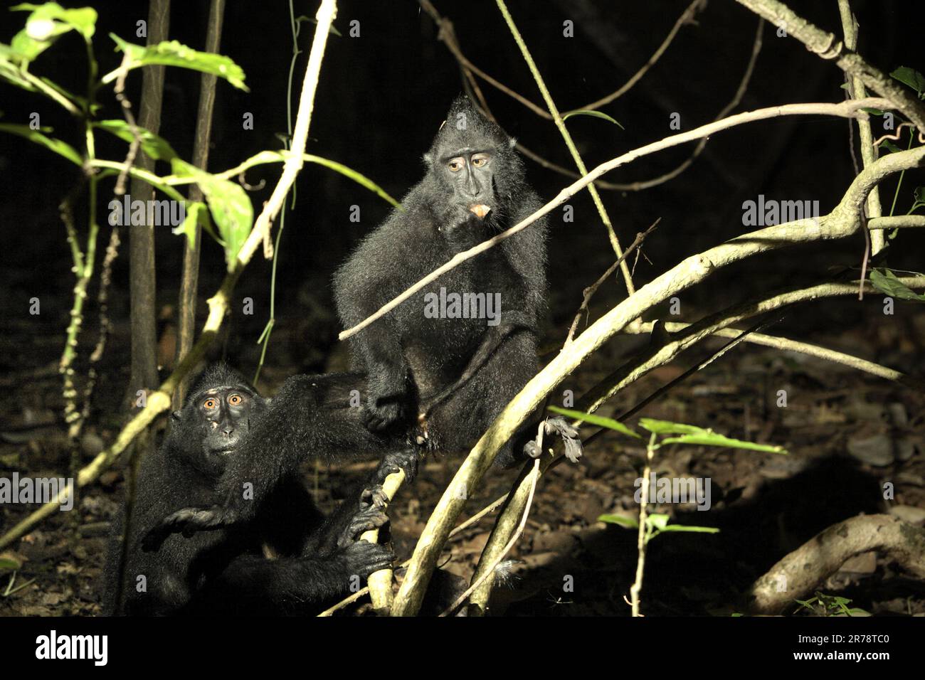 Primate reportage hi-res stock photography and images - Alamy