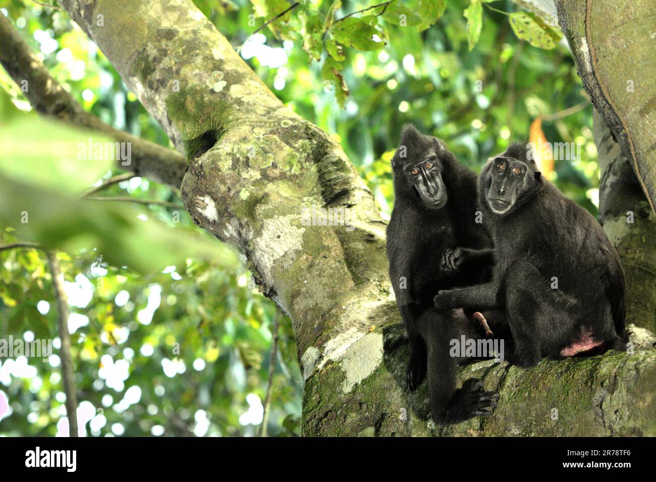 Sulawesi crested macaques (Macaca nigra) are photographed as they are ...