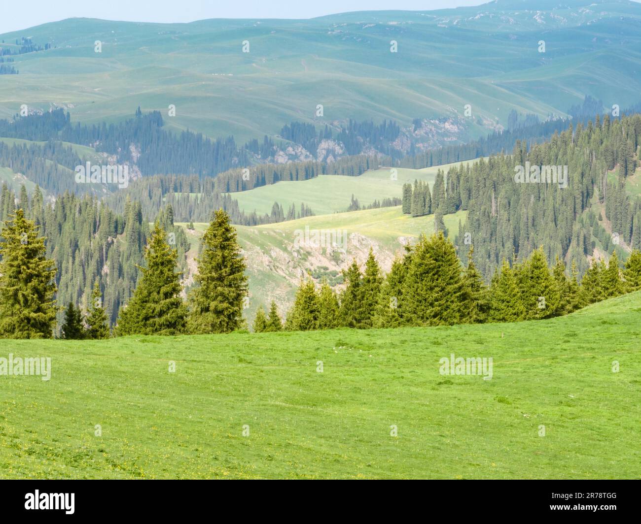 Summer scenery of the Kalajun Grassland in Ili Kazakh Autonomous ...