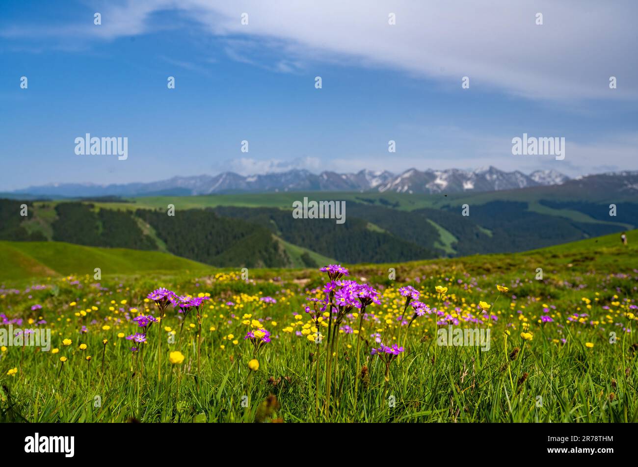 Summer scenery of the Kalajun Grassland in Ili Kazakh Autonomous ...