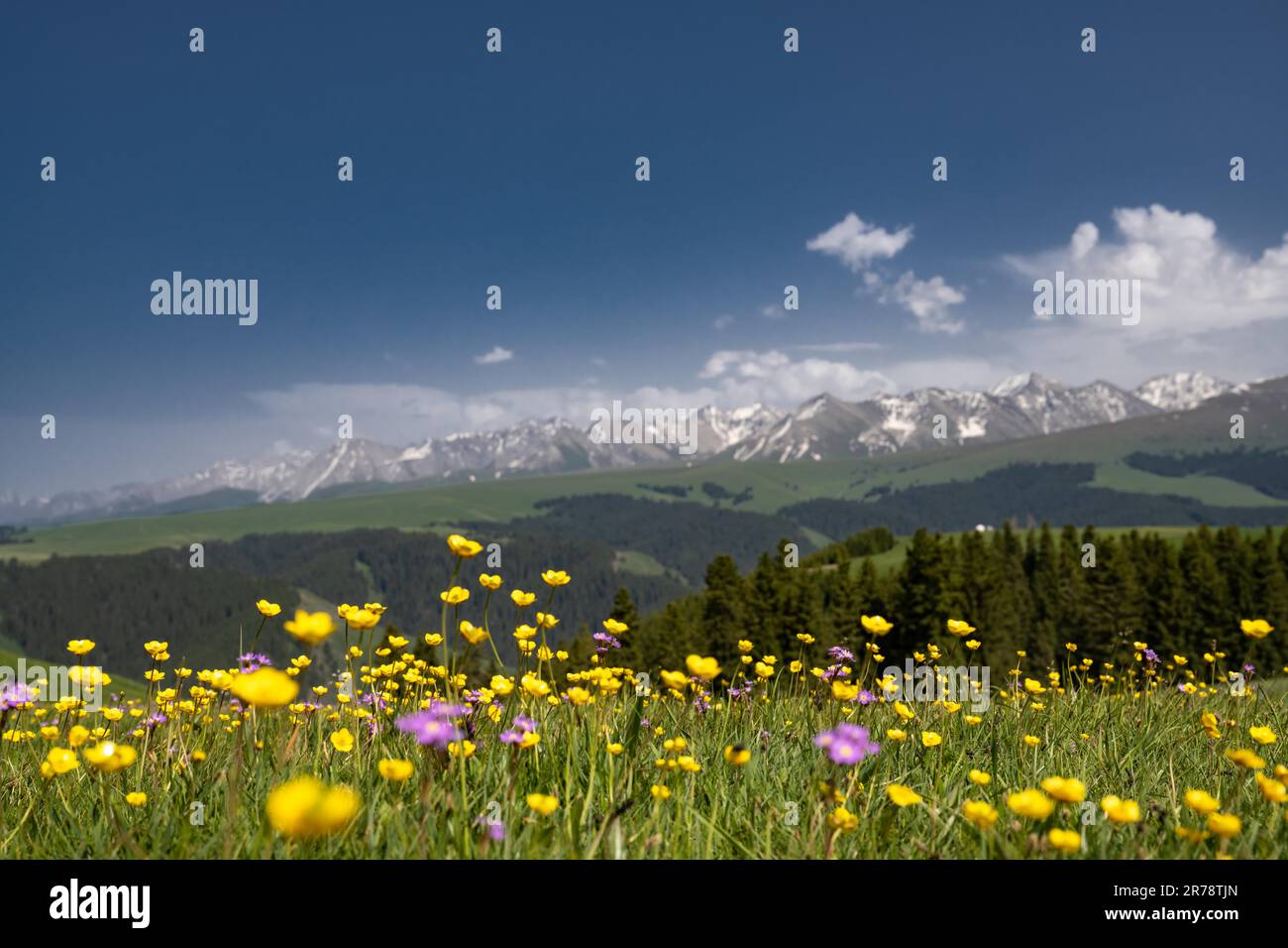 Summer scenery of the Kalajun Grassland in Ili Kazakh Autonomous ...
