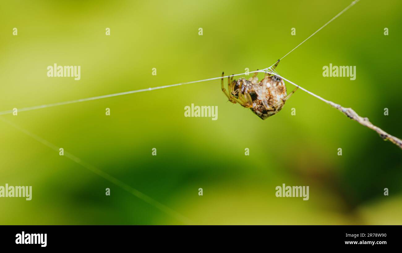 Brown Orb Weaver Spider on web and prey, Wrapping its insect prey in ...