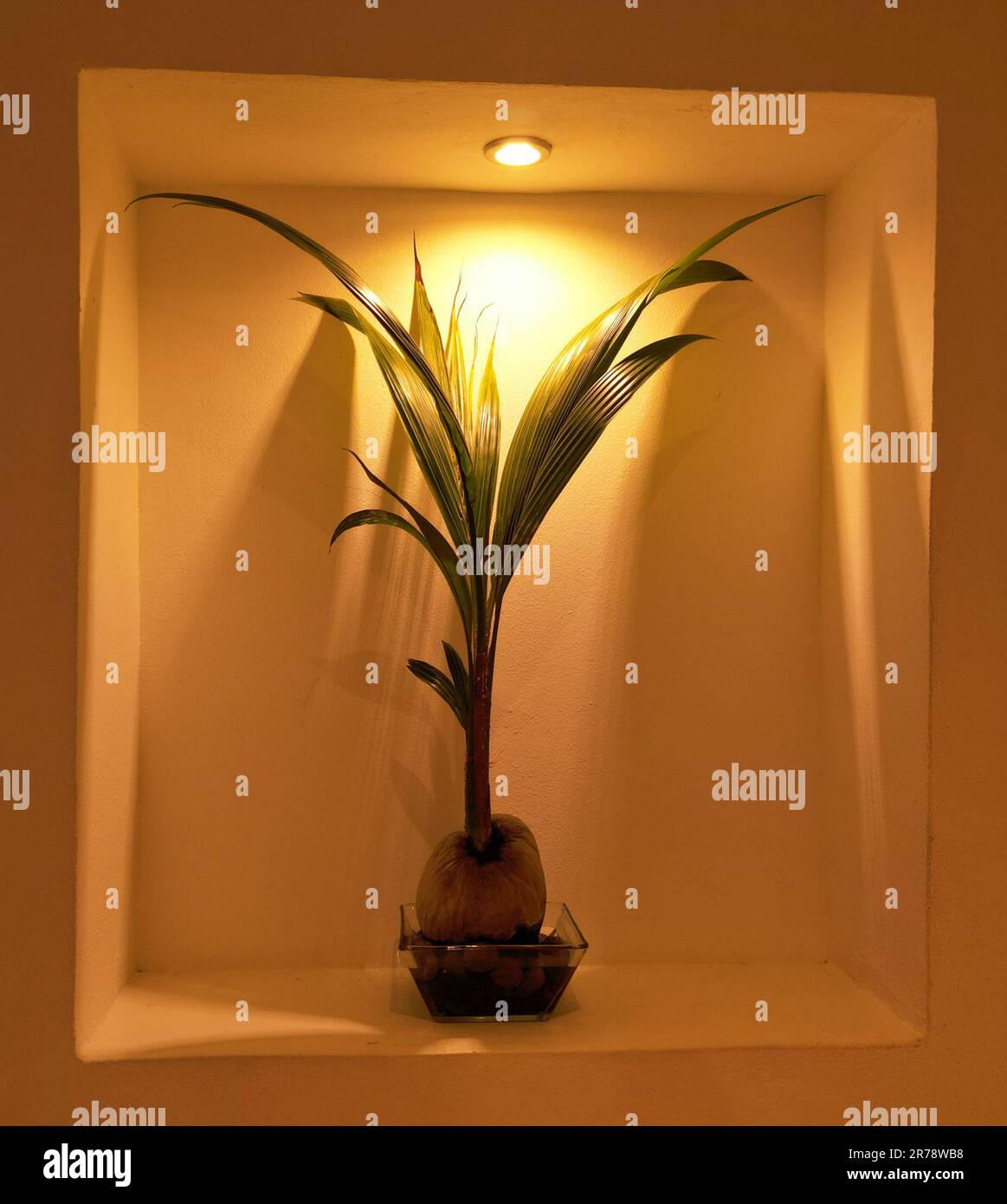 An interior scene with a small coconut tree in a modern home Stock ...