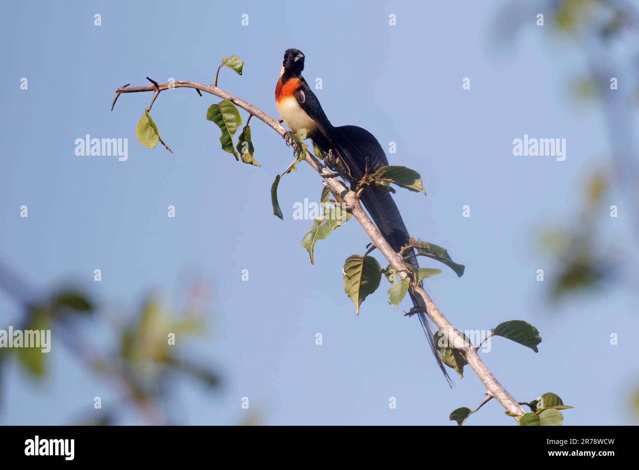 Eastern paradise whydah passeriformes hi-res stock photography and ...