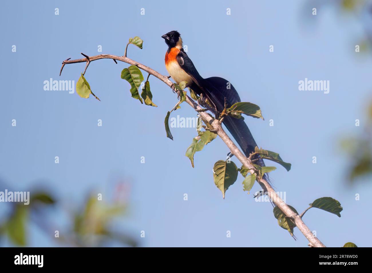 Eastern Paradise-Whydah, South Luangwa, Zambia, April 2023 Stock Photo ...