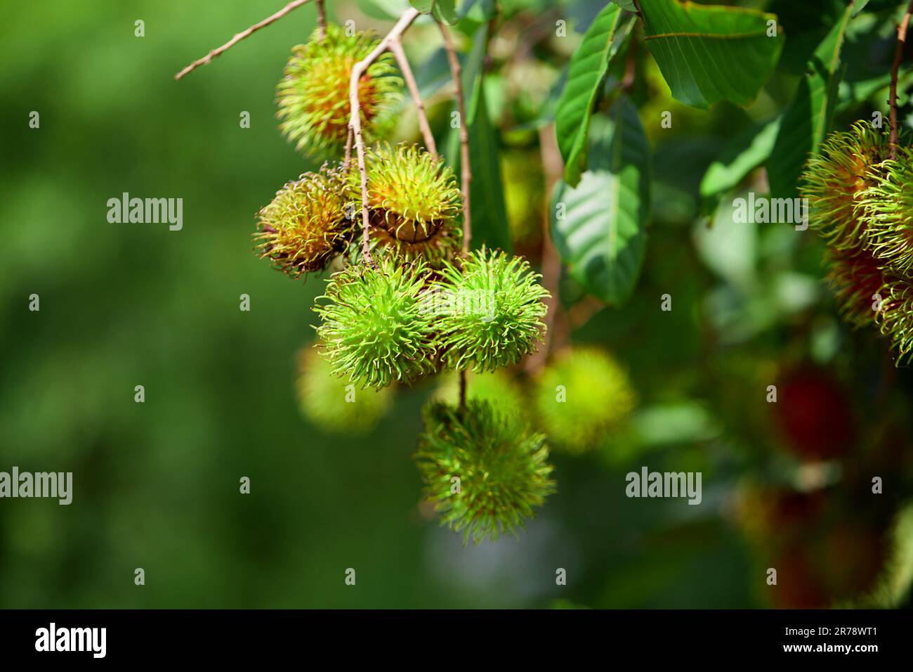 Hairy bush fruit hi-res stock photography and images - Alamy