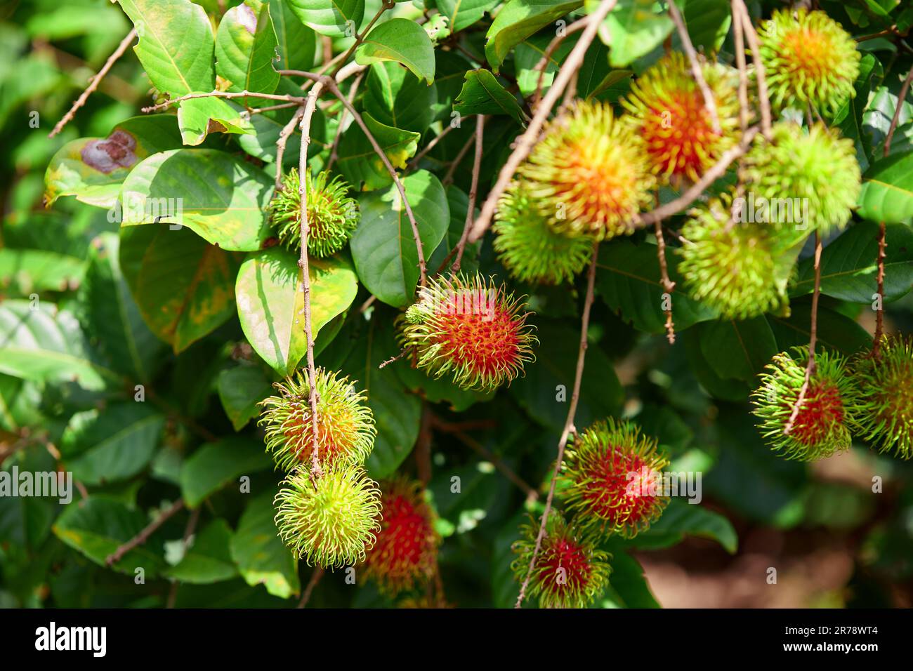 Hairy bush fruit hi-res stock photography and images - Alamy