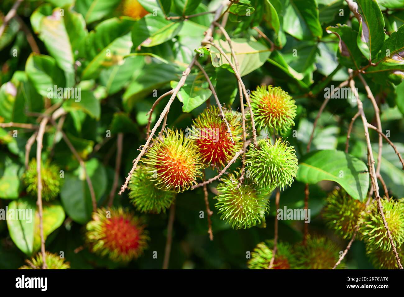 Rambutan orchard hi-res stock photography and images - Alamy