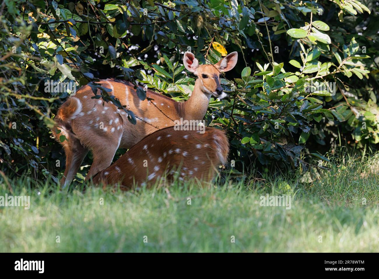 Zambia bushbuck hi-res stock photography and images - Alamy
