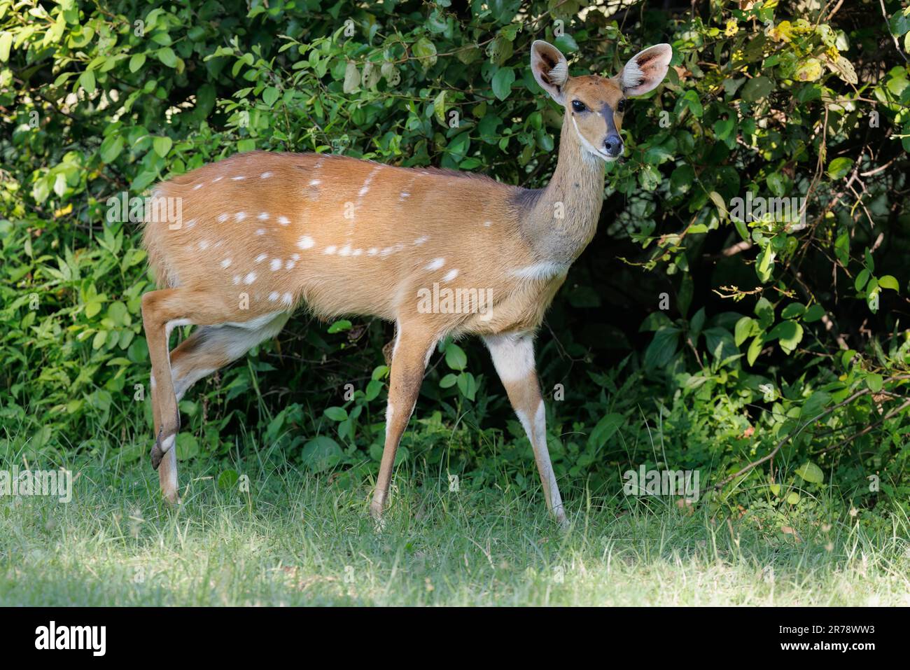 Zambia bushbuck hi-res stock photography and images - Alamy