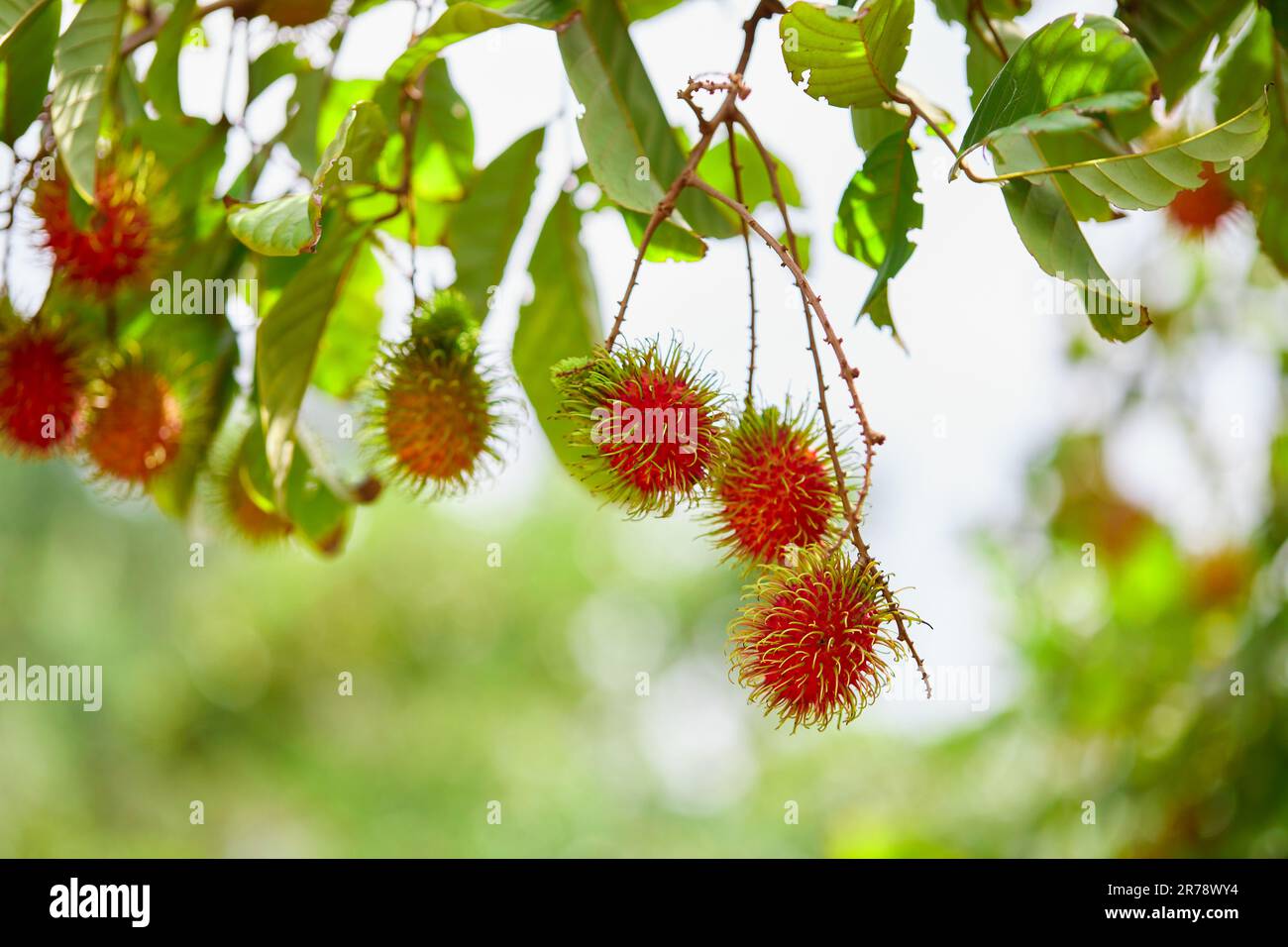 Hairy bush fruit hi-res stock photography and images - Alamy