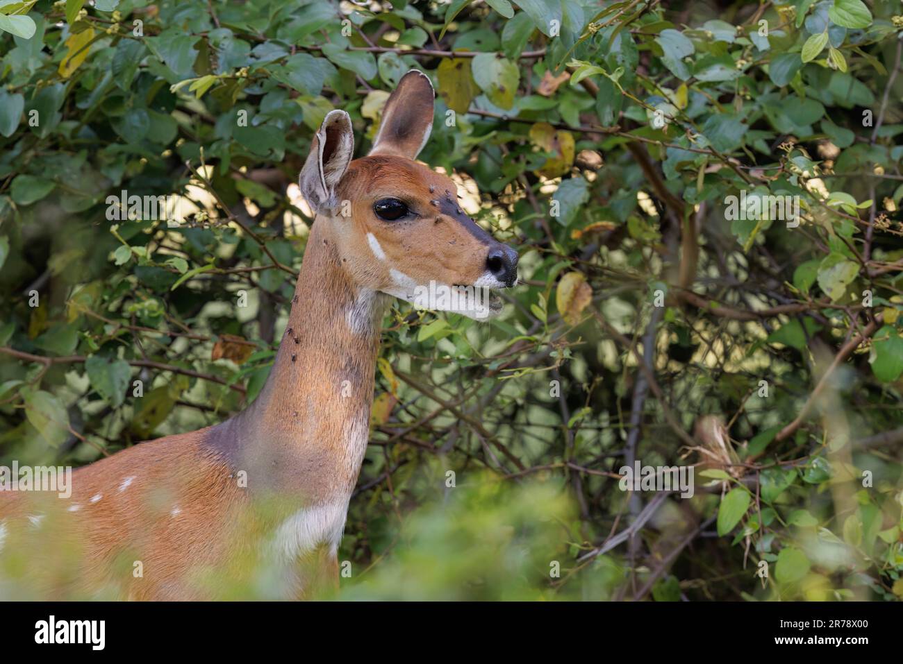 Zambia bushbuck hi-res stock photography and images - Alamy