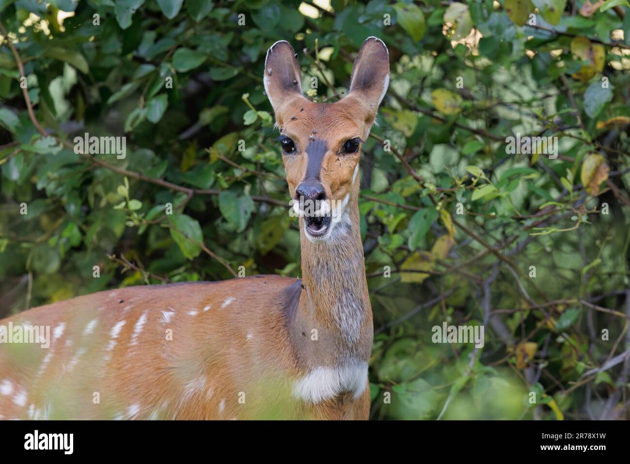 Zambia bushbuck hi-res stock photography and images - Alamy