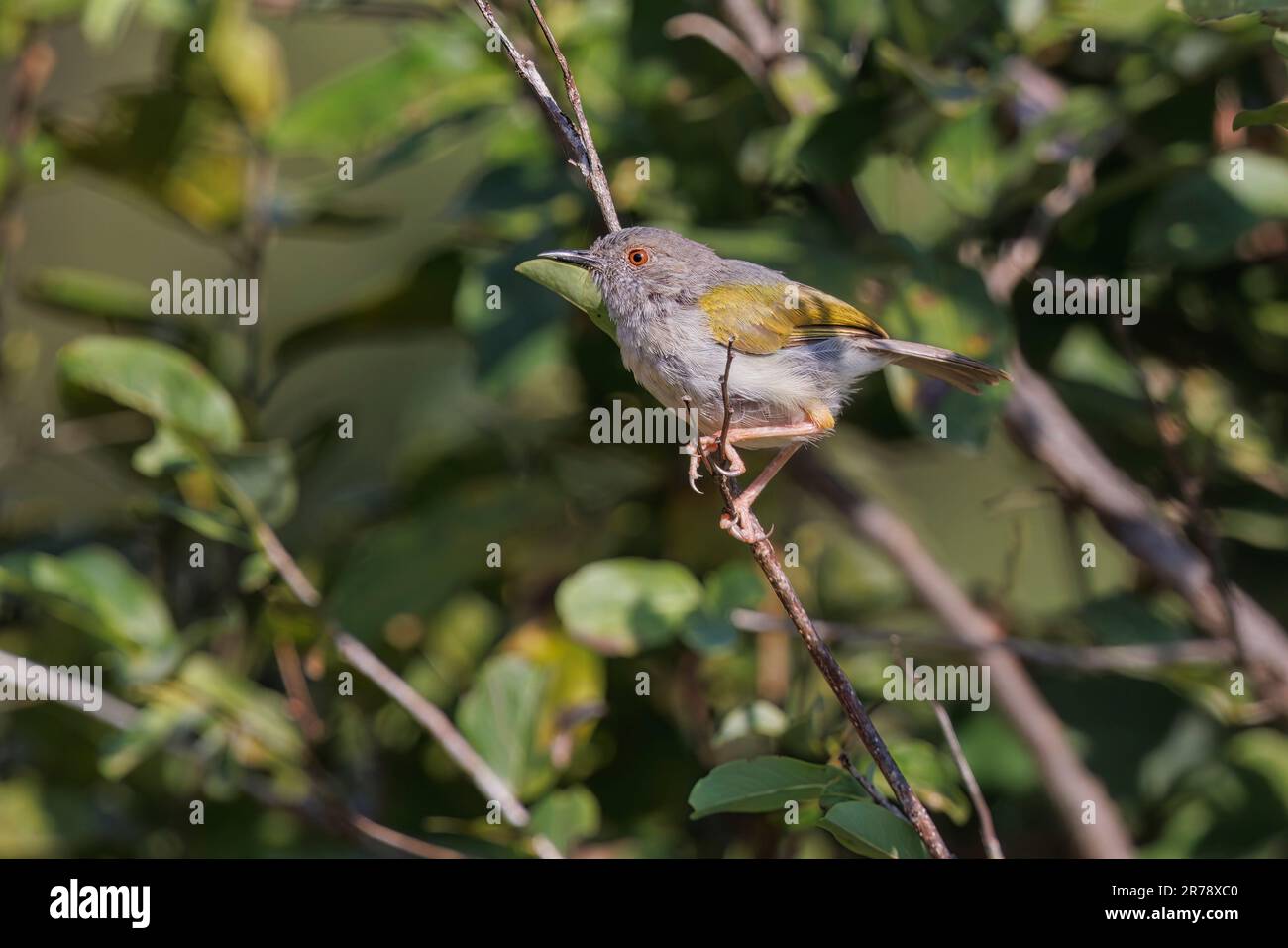 Camaroptera brachyura hi-res stock photography and images - Alamy