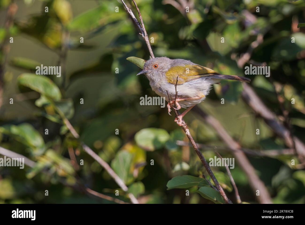 Camaroptera brachyura hi-res stock photography and images - Alamy