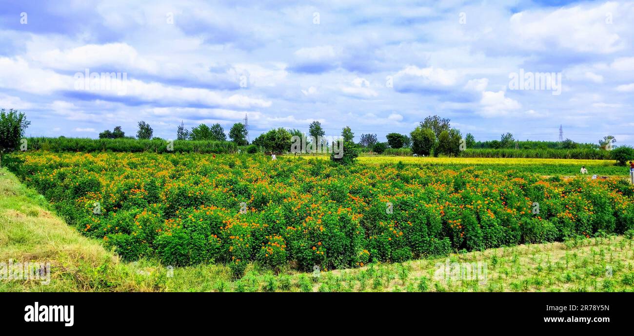 A scenic landscape of lush vegetation scattered across an expansive ...