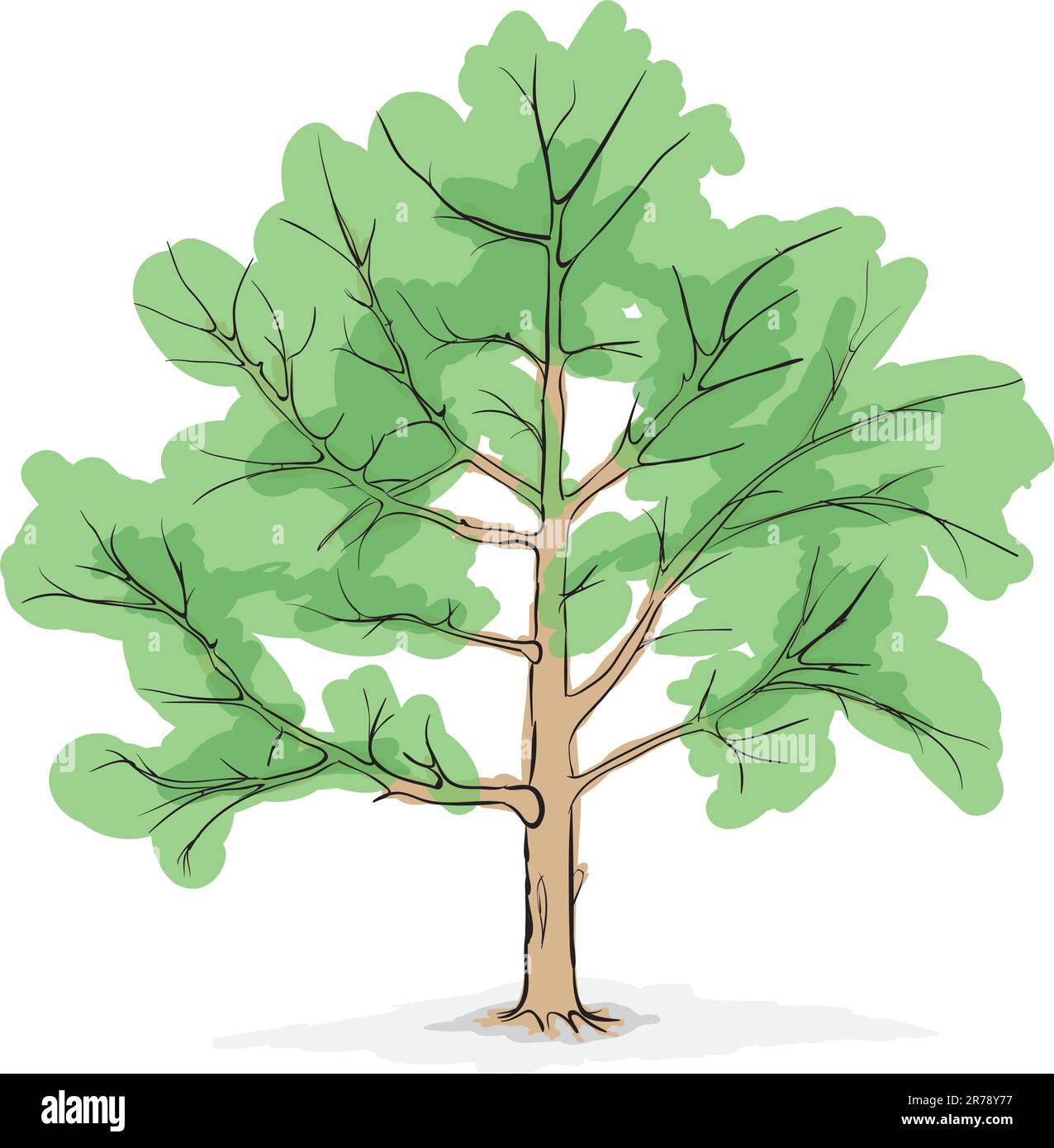 The simplified image of a crone of the big tree - vector drawing eps8 ...